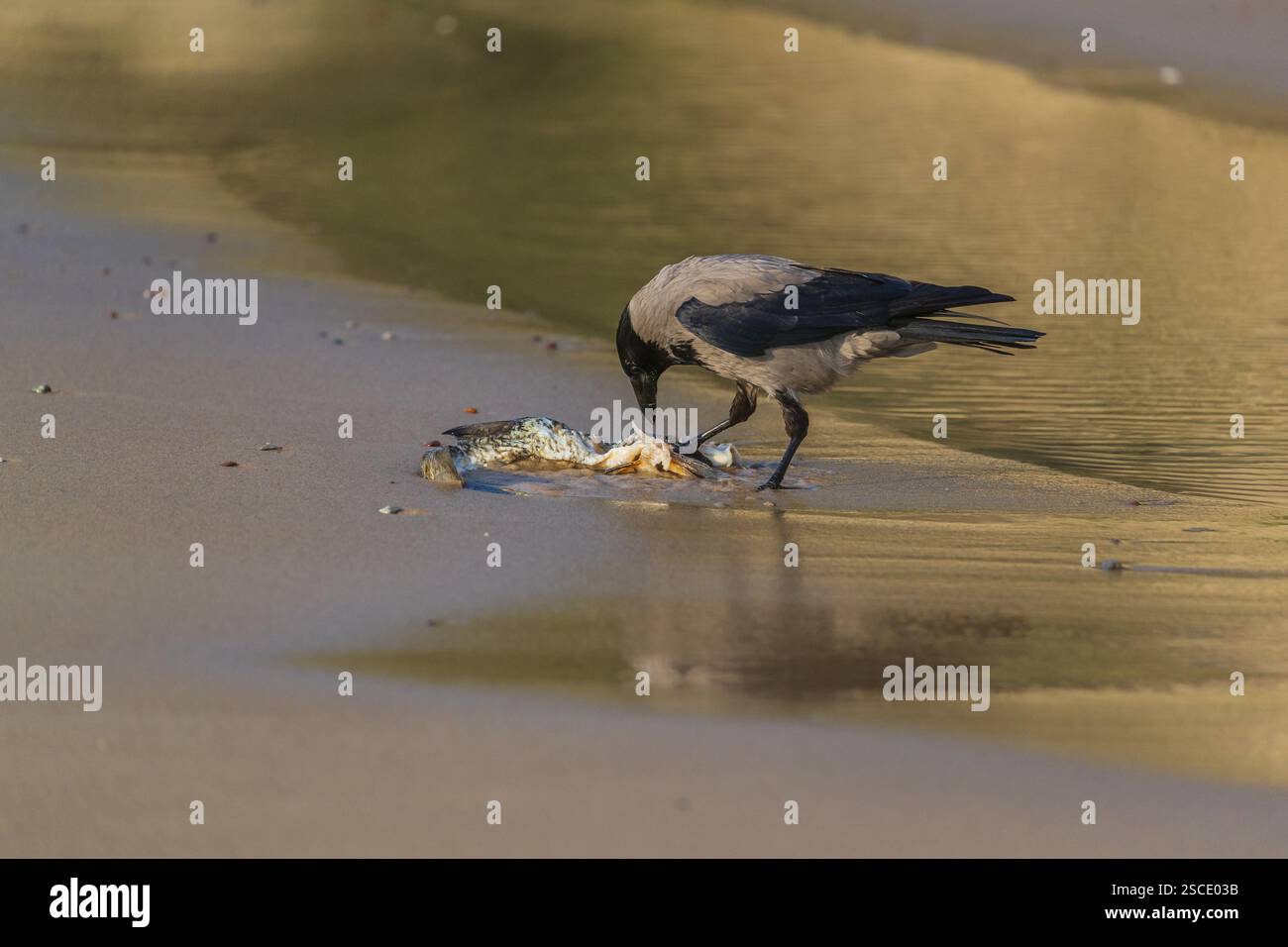 One adult hooded crow (Corvus cornix), eating a fish at a beach of the ...