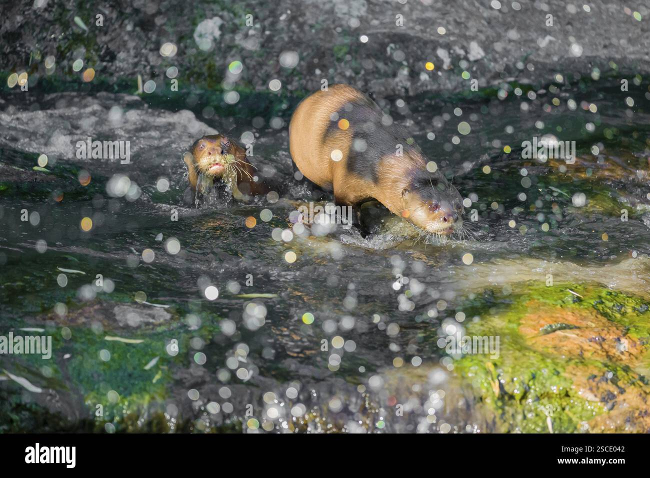 Two giant otter or giant river otter (Pteronura brasiliensis) run out ...