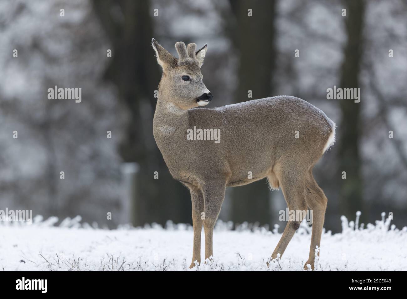 Roe deer standing in hoar frosted dead stinging nettle at minus 15 °C ...