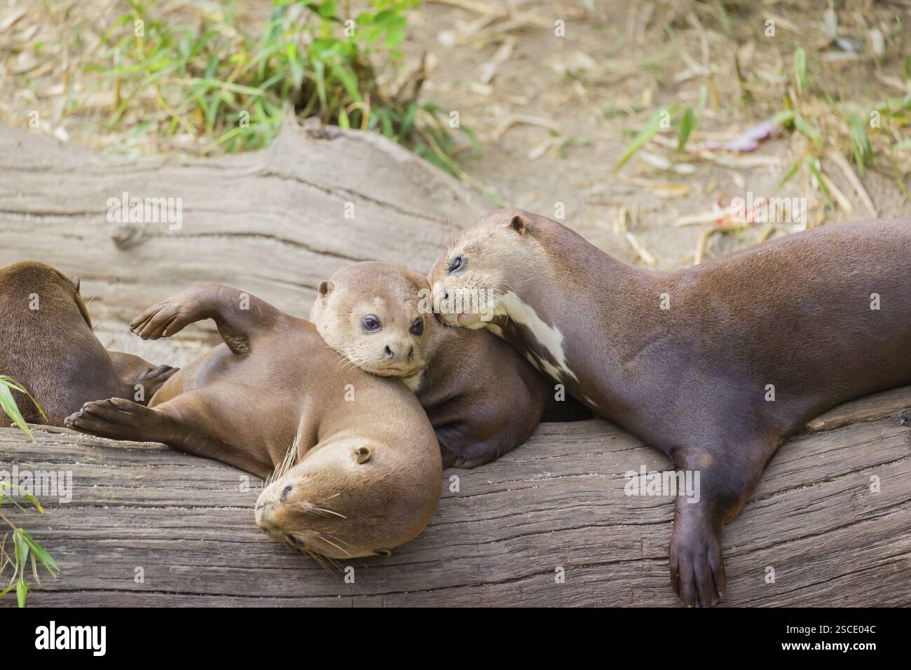 A family of giant otter or giant river otter (Pteronura brasiliensis ...
