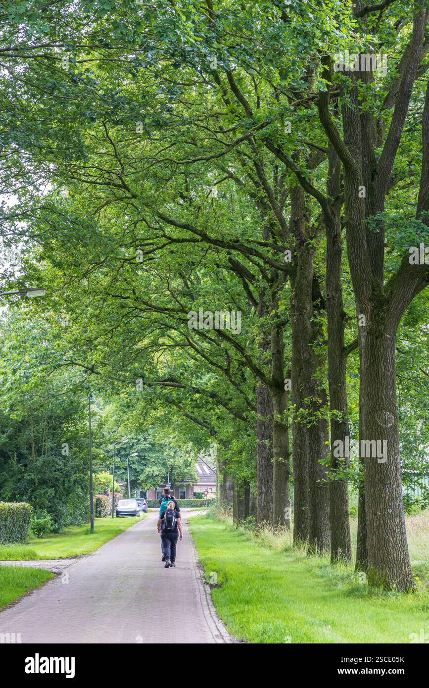 Hiker couple walking along a lane with oak trees in Drenthe in The ...