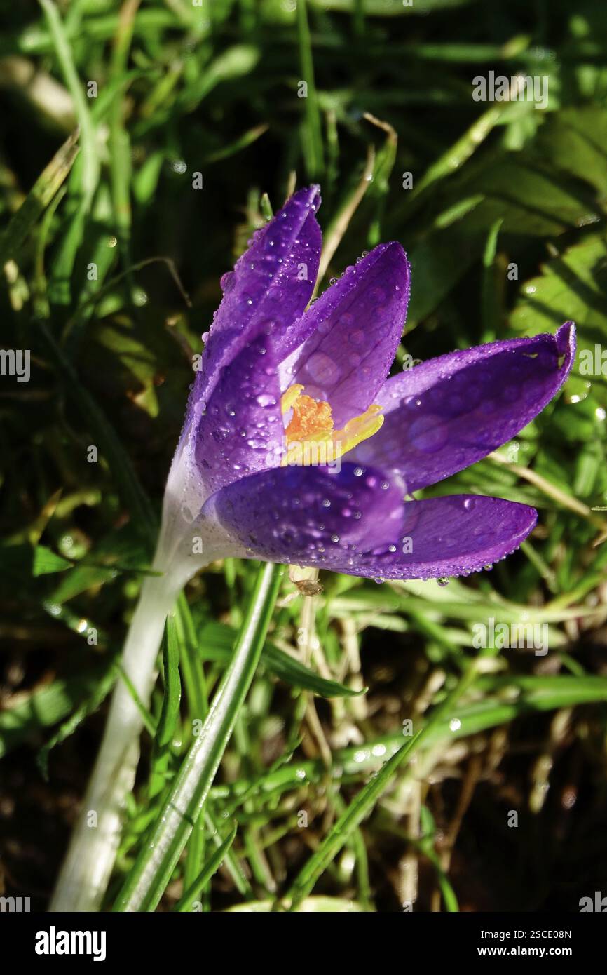 Crocus blossom with water droplets, February, Germany, Europe Stock ...