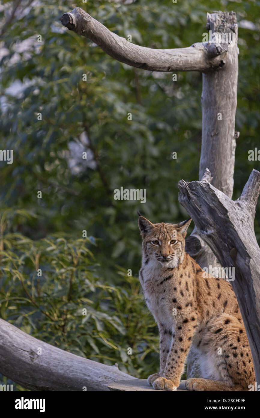 One Eurasian lynx, (Lynx lynx), sitting on a dead tree. Side view with ...