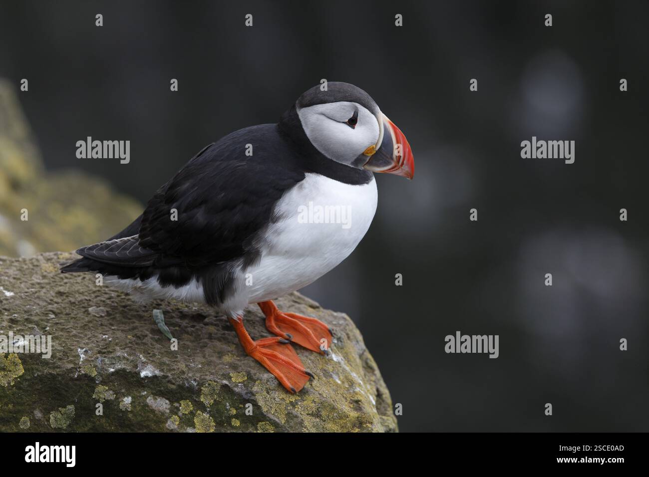 Atlantic Puffin, Common Puffin. Fratercula arctica, at the cliffs of ...