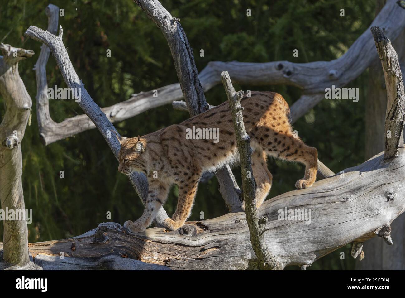 One Eurasian lynx, (Lynx lynx), walking down a fallen tree. Side view ...