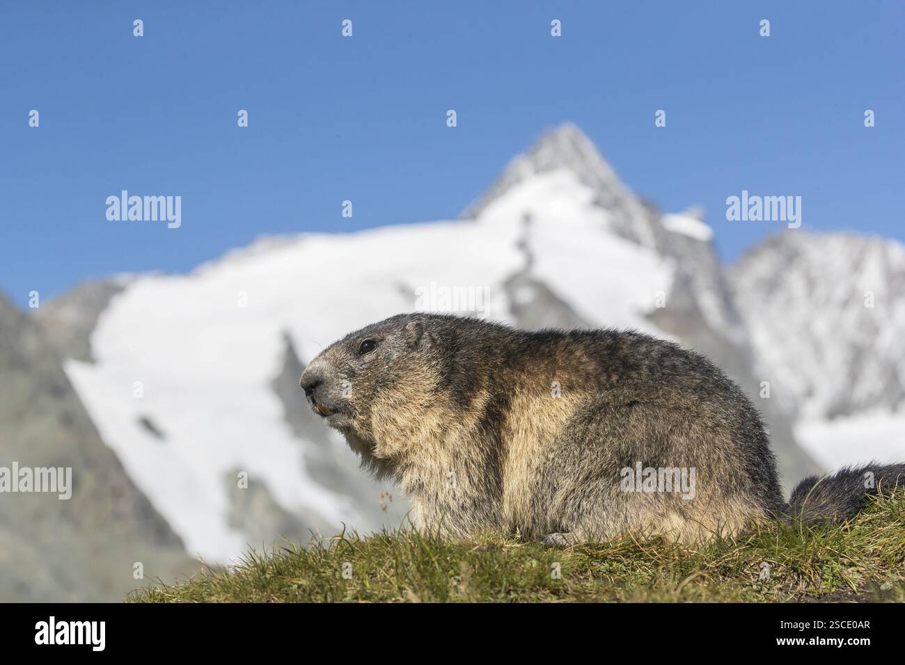 Two adult Alpine Marmot, Marmota marmota, standing on green grass. Side ...