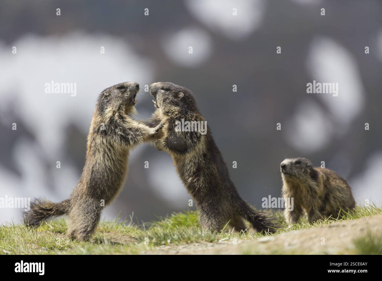 Three young Alpine Marmot, Marmota marmota, play fighting Stock Photo - Alamy