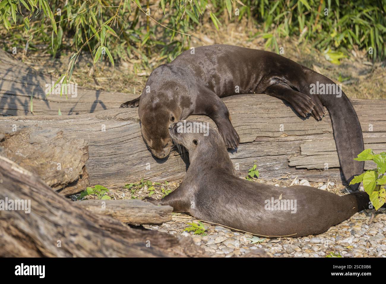 Two giant otter or giant river otter (Pteronura brasiliensis) resting ...