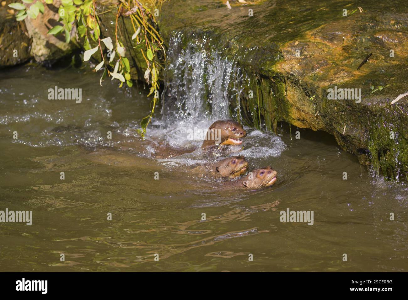 A pack of adult giant otter or giant river otter (Pteronura ...