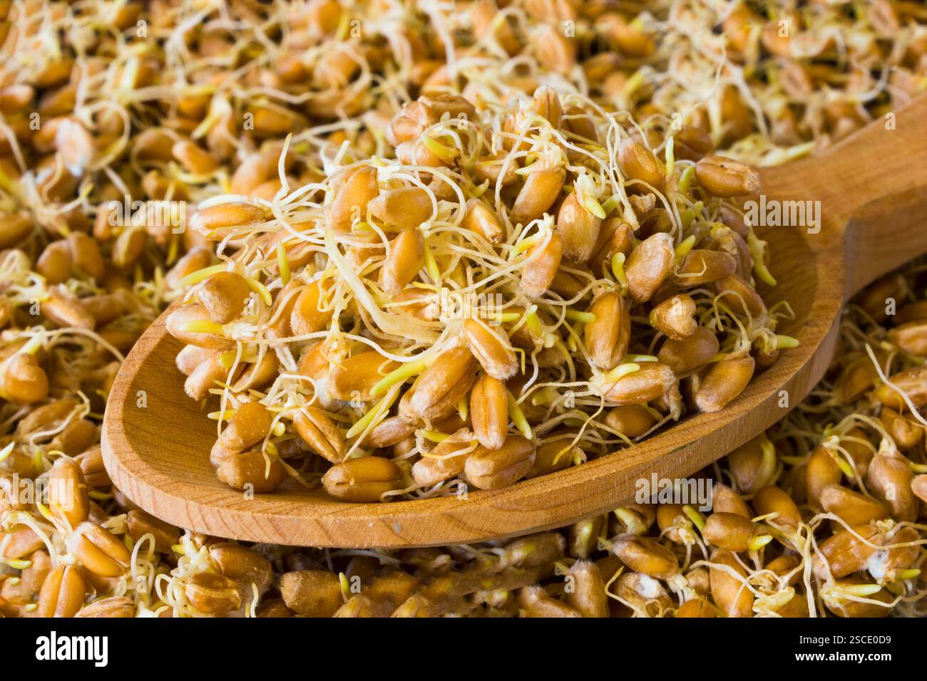 the grain sprouted wheat closeup, healthy food Stock Photo - Alamy
