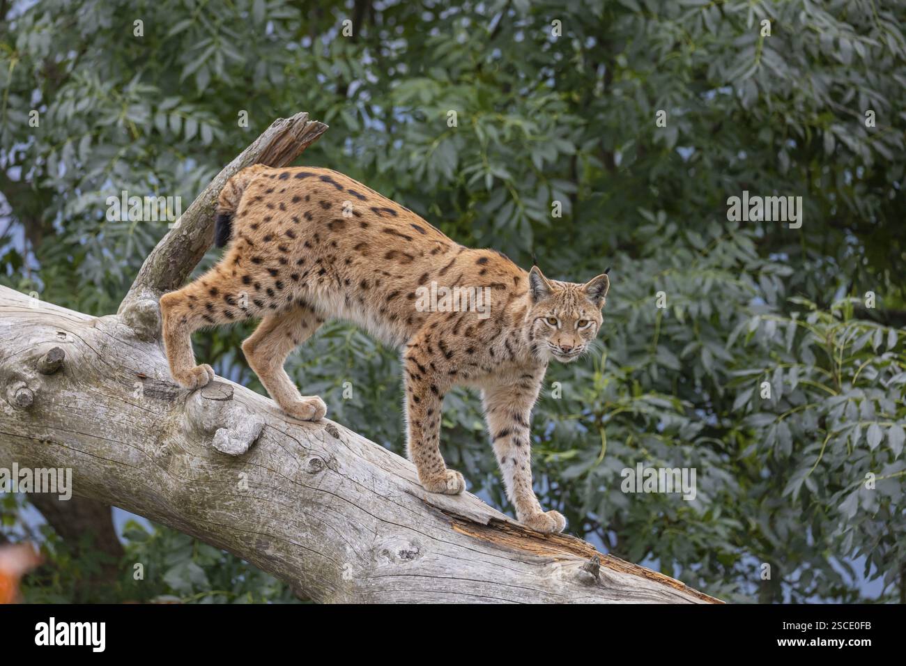 One Eurasian lynx, (Lynx lynx), walking down a fallen tree. Side view ...