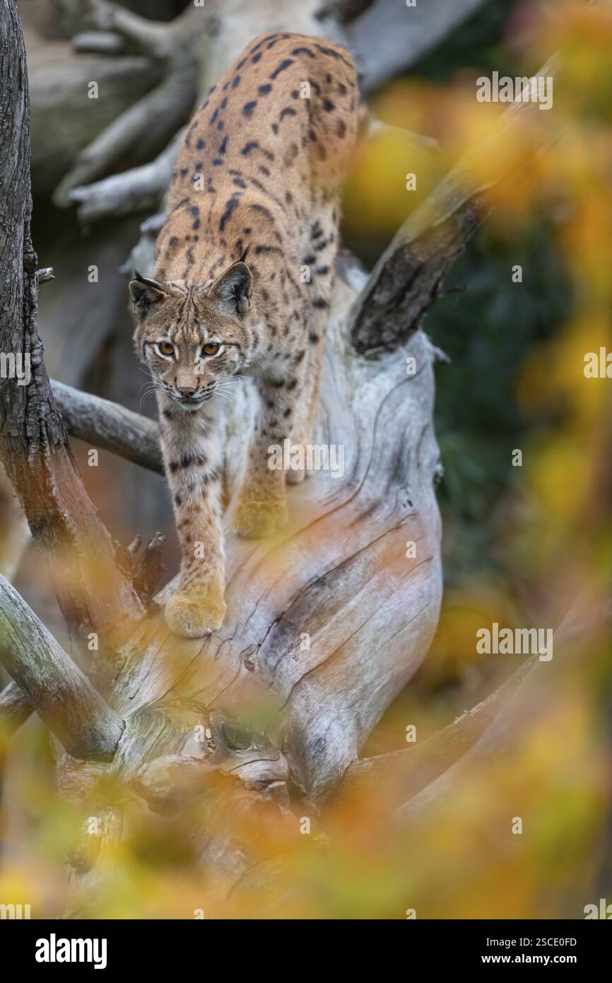 One Eurasian lynx, (Lynx lynx), walking down a fallen tree. Frontal ...