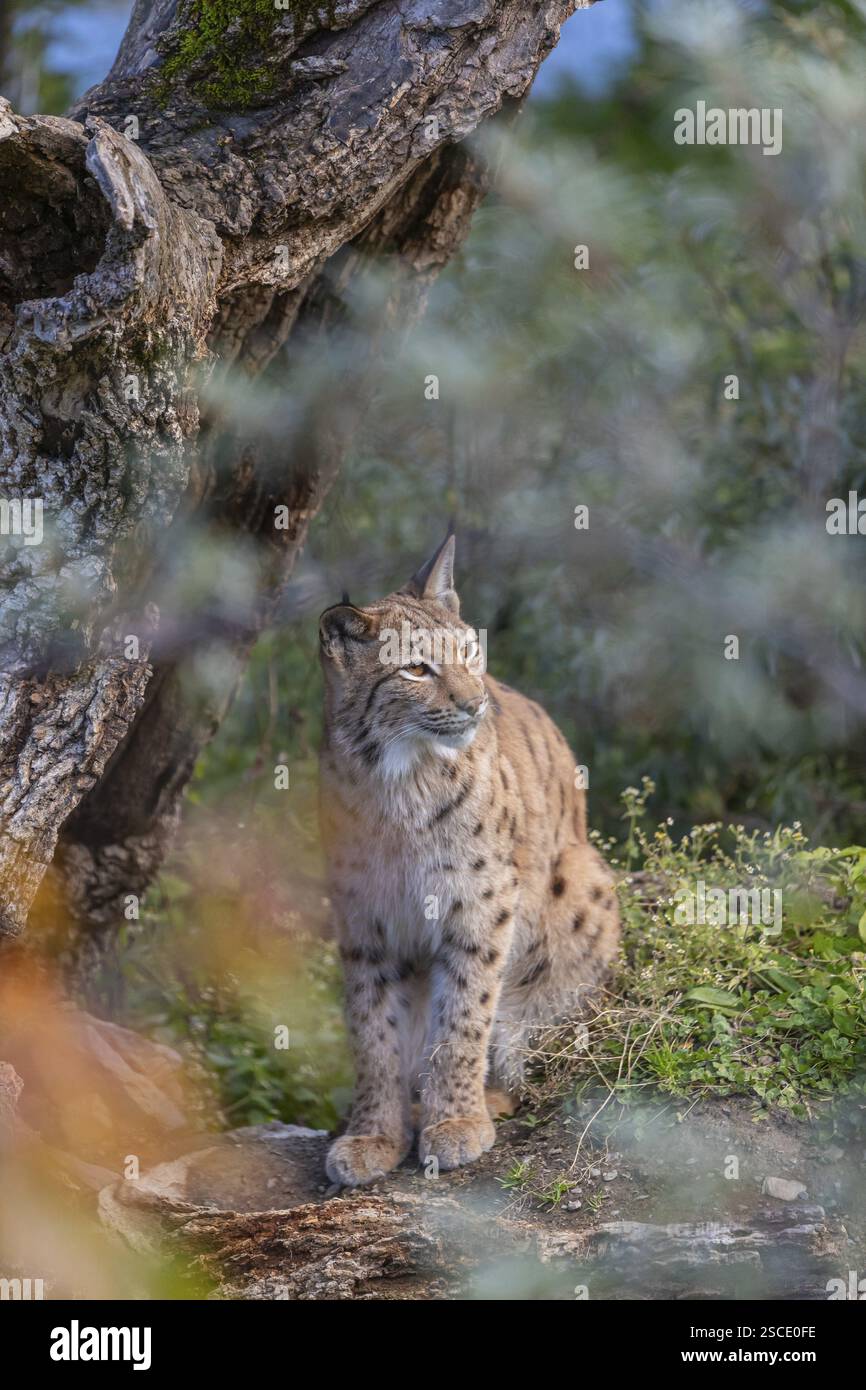 One Eurasian lynx, (Lynx lynx), sitting on the forest floor in at a ...