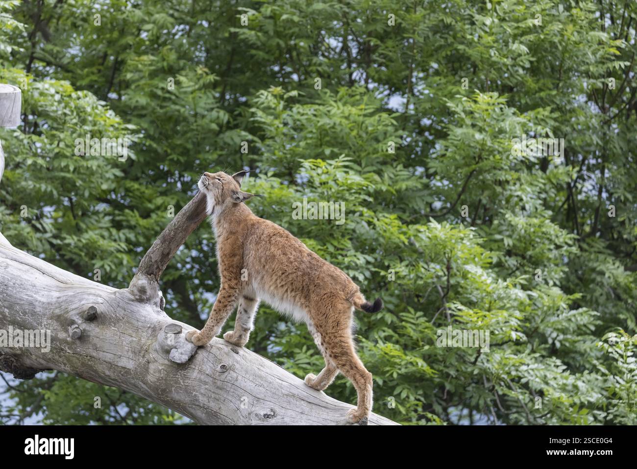 One Eurasian lynx, (Lynx lynx), standing high in a dead tree log ...