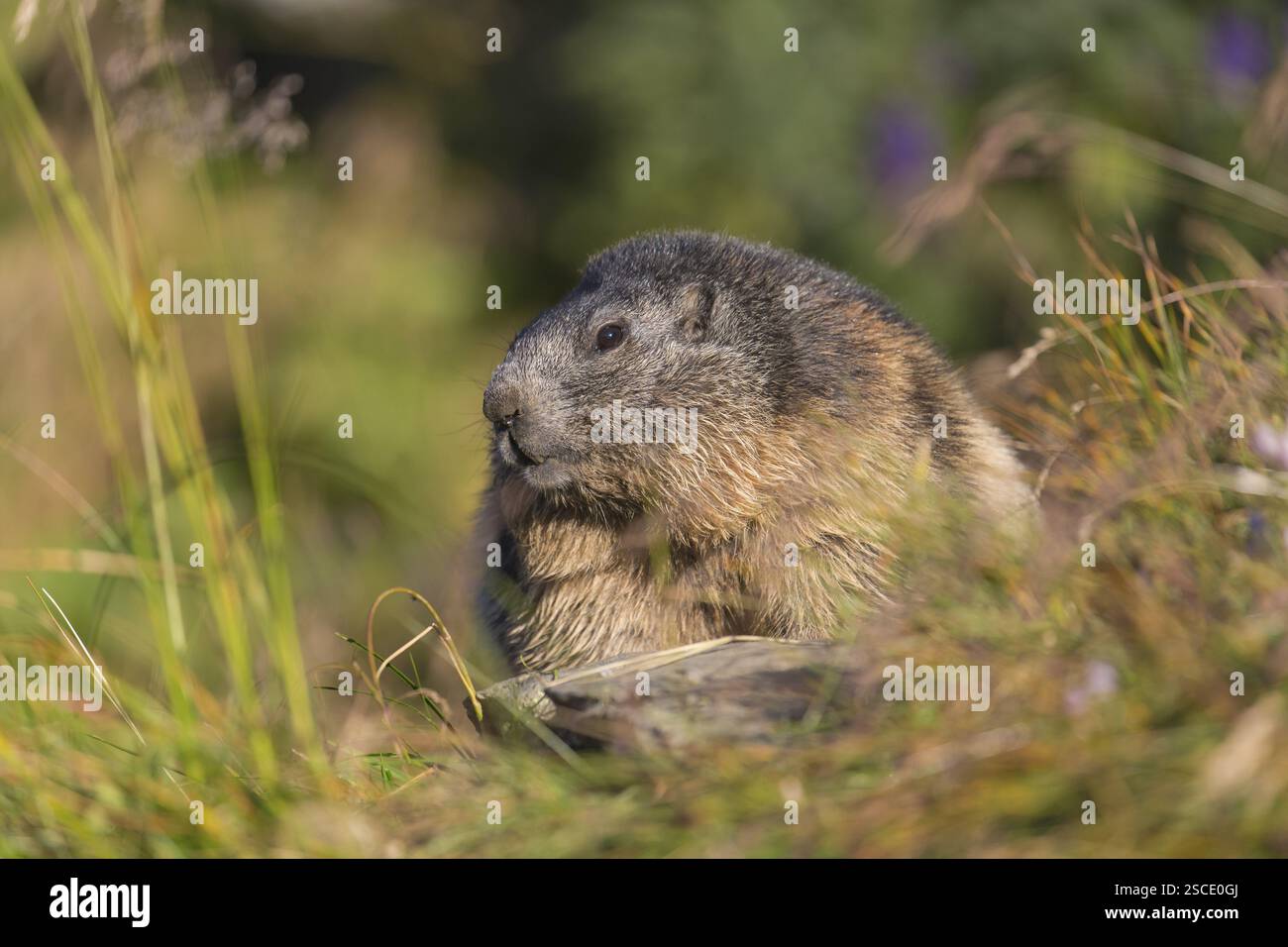 One adult Alpine Marmot, Marmota marmota, sitting in green grass in late light Stock Photo - Alamy