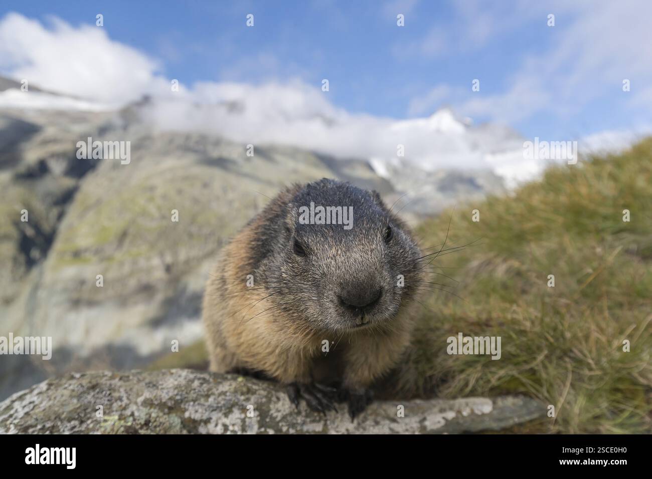 One adult Alpine Marmot, Marmota marmota, standing on a rock. Side view portrait. Blue sky with ...
