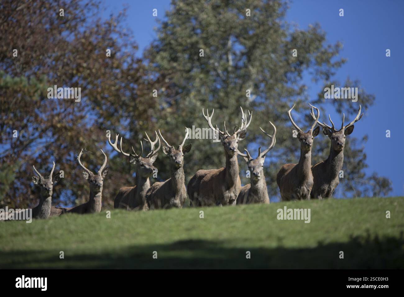 Group of red deer, young males, watching the rutting action of the big ...