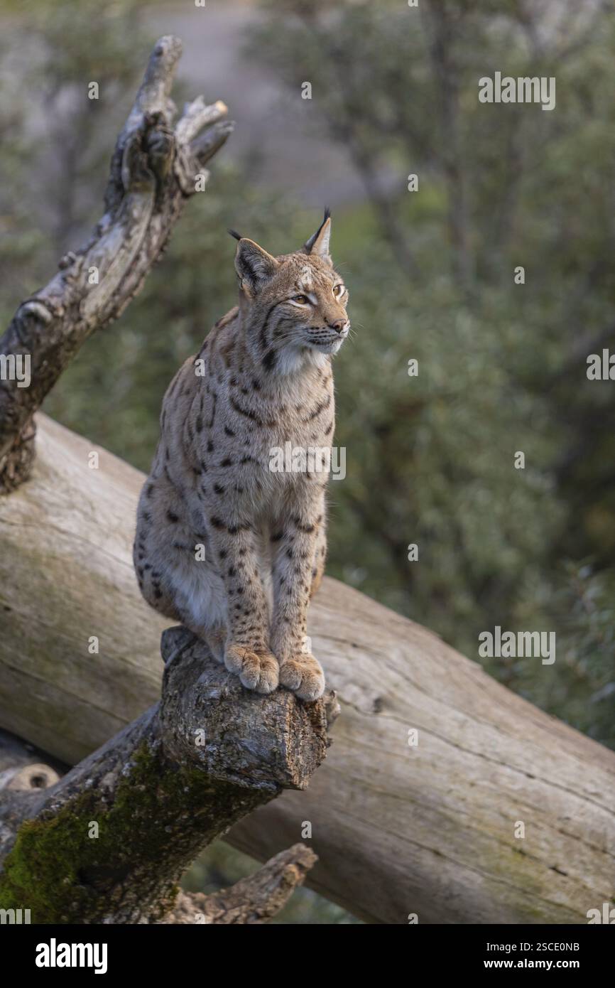 One Eurasian lynx, (Lynx lynx), sitting on a dead tree. Frontal view ...