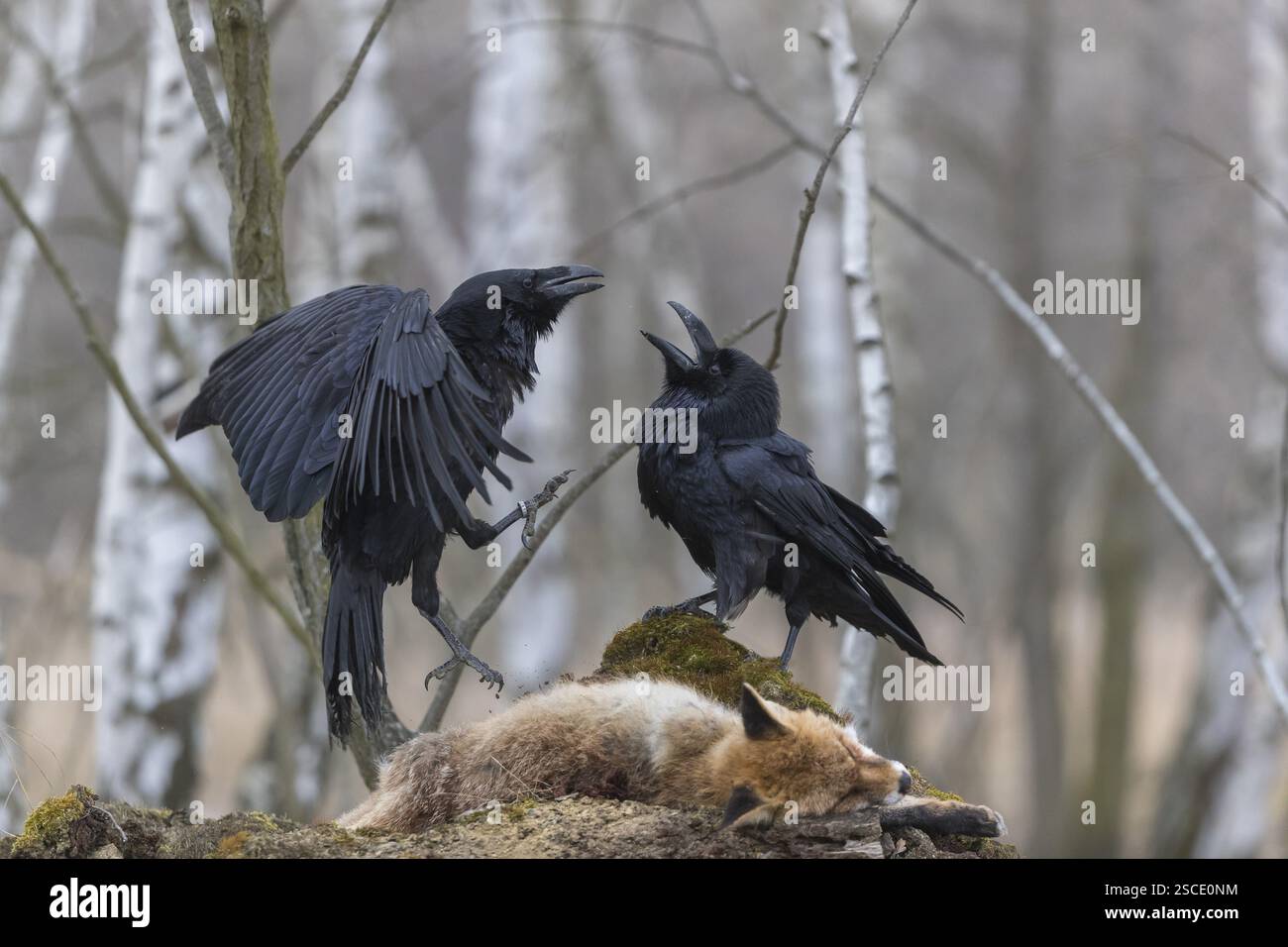 Two common raven (Corvus corax), fighting and feeding on the carcass of ...