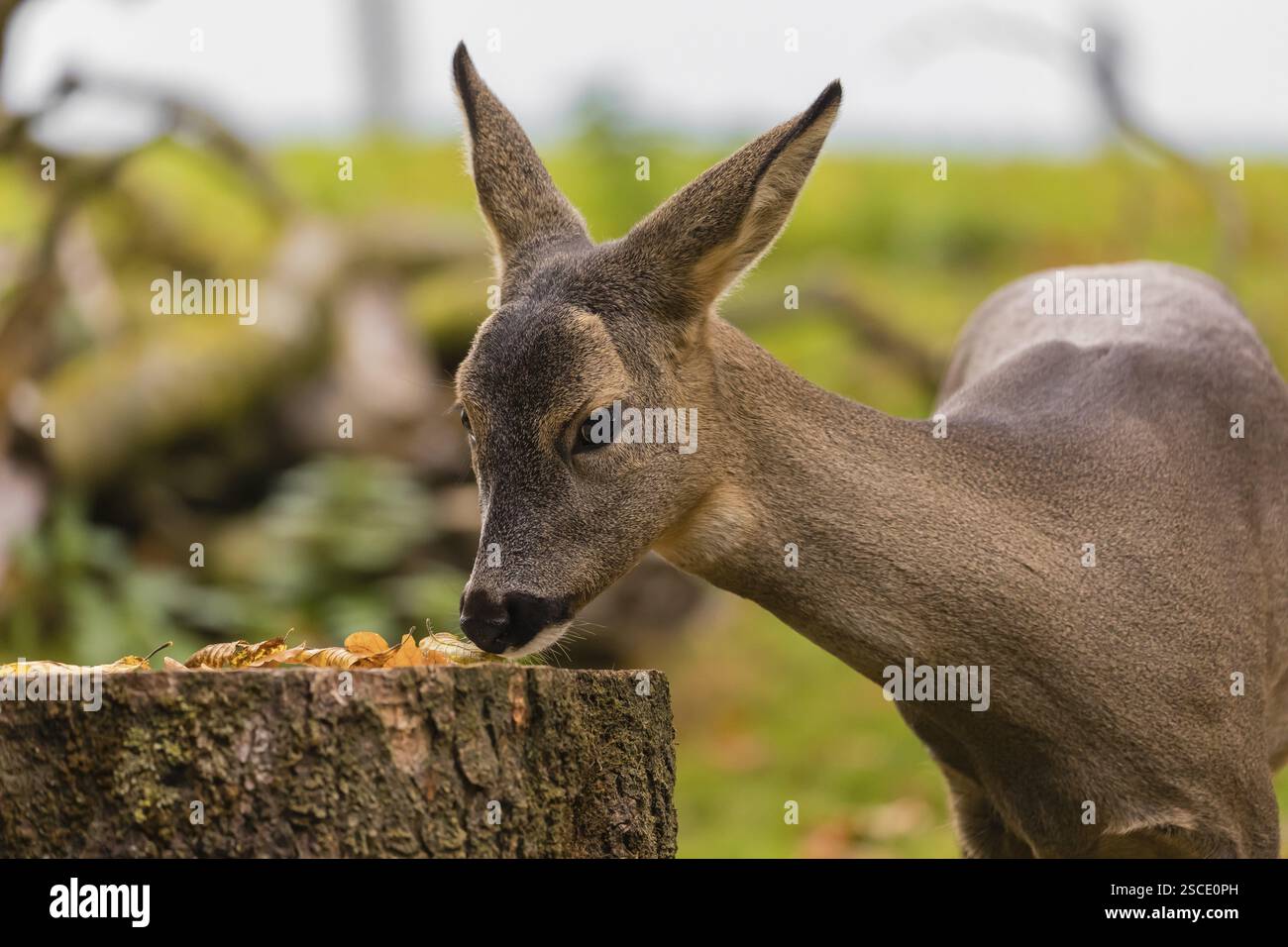 One female Roe Deer, (Capreolus capreolus), nibbles moss from a tree stump Stock Photo - Alamy