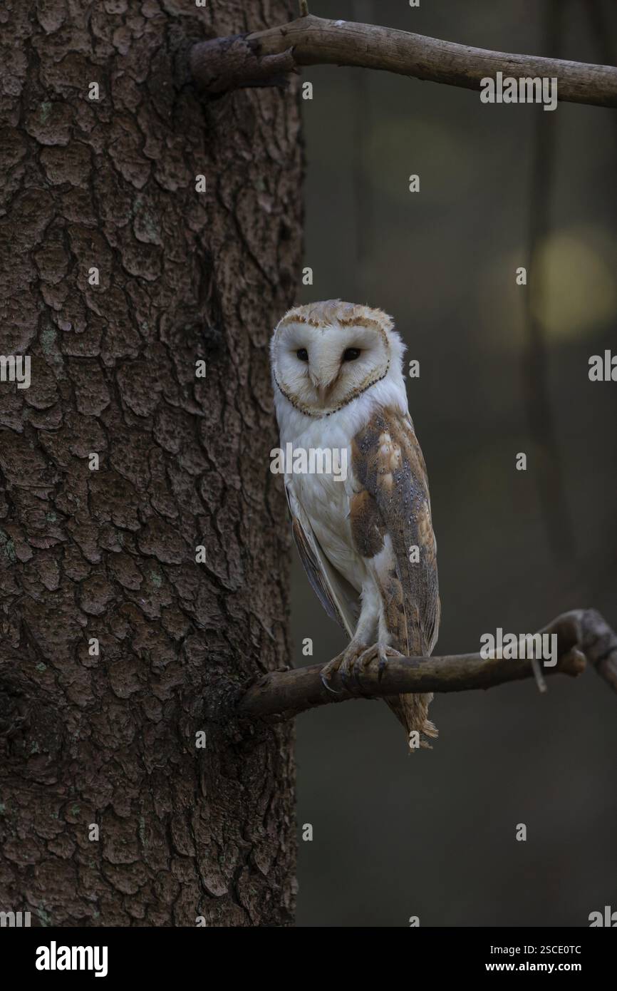 One barn owl (Tyto alba) sitting on a twig of a pine tree in late ...