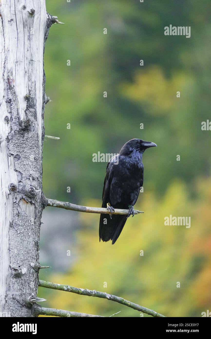 One common raven (Corvus corax) sits on a twig of a dead tree with fall ...