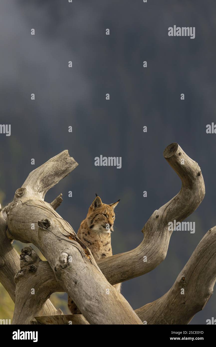 One Eurasian lynx, (Lynx lynx), standing high up on a dead tree ...