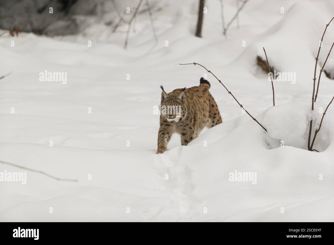 One Eurasian lynx, (Lynx lynx), walking over a snow covered opening in ...