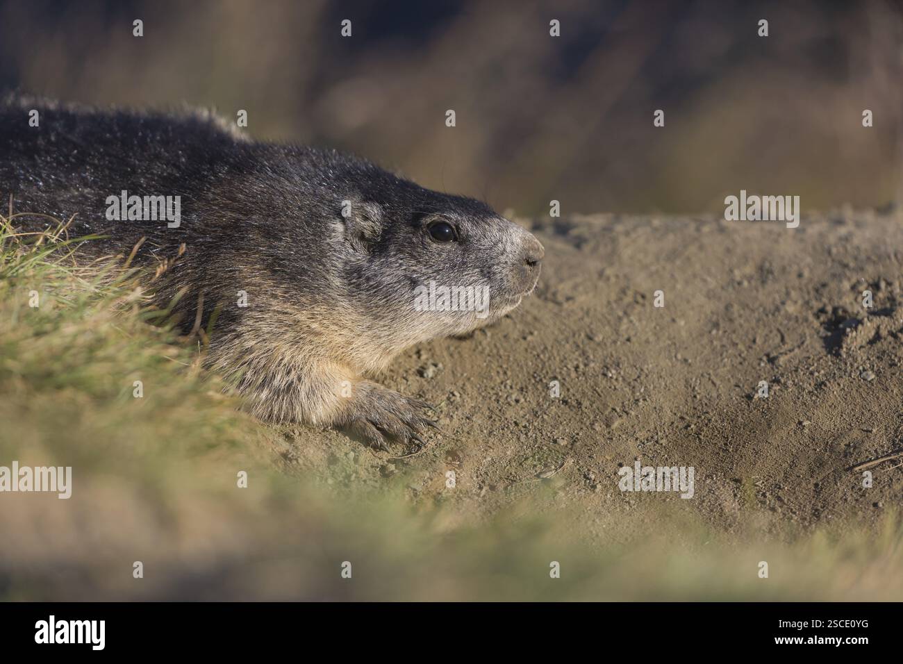One adult Alpine Marmot, Marmota marmota, resting on a rim of a soil, observing his surrounding ...