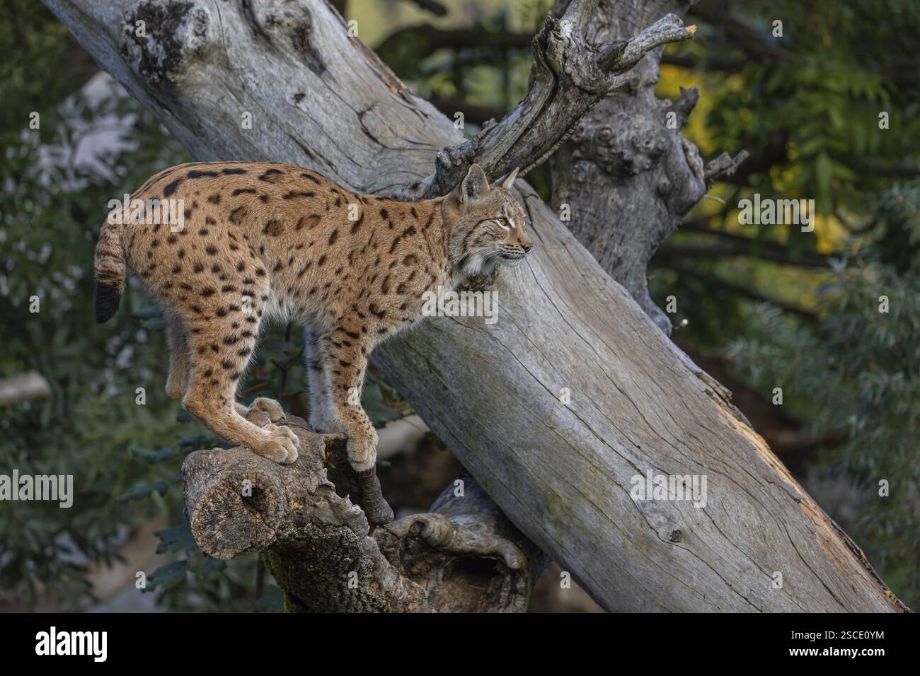 One Eurasian lynx, (Lynx lynx), standing on a dead tree. Side view with ...