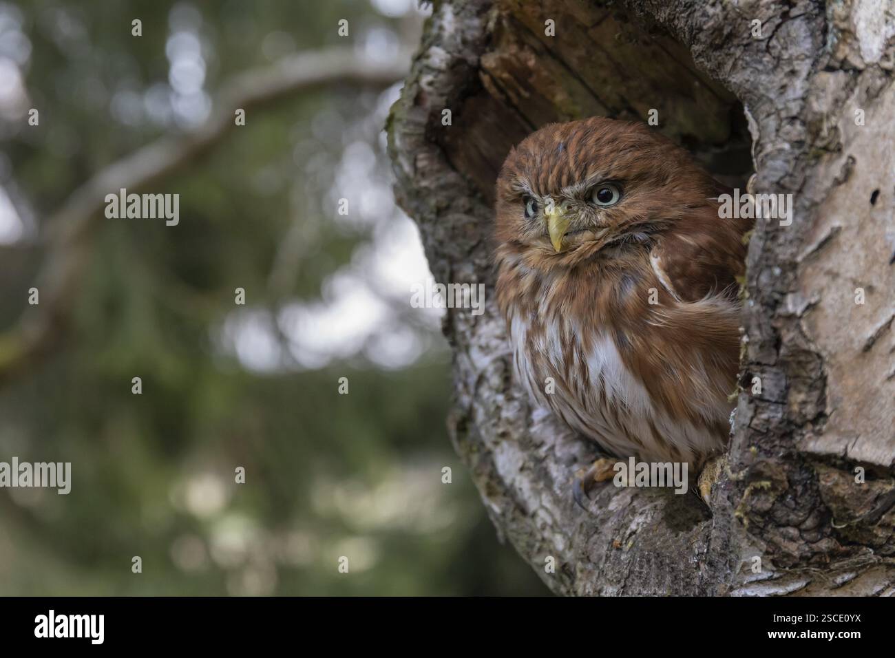 One East Brazilian pygmy owl (Glaucidium minutissimum), also known as ...