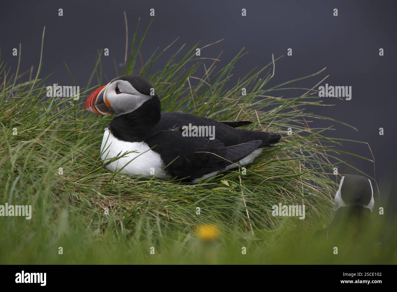 Atlantic Puffin, Common Puffin. Fratercula arctica, at the cliffs of ...