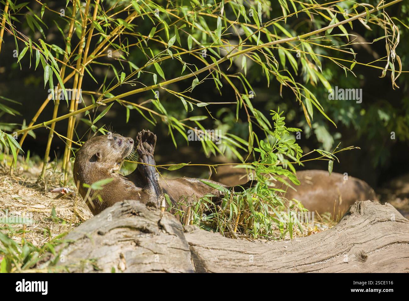 A giant otter or giant river otter (Pteronura brasiliensis) plays with ...