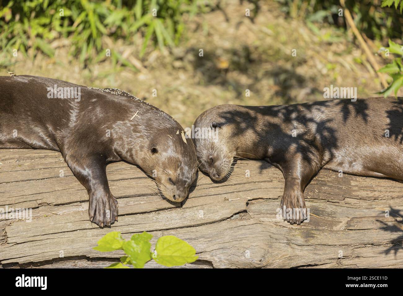 Loving couple. Two giant otter or giant river otter (Pteronura ...