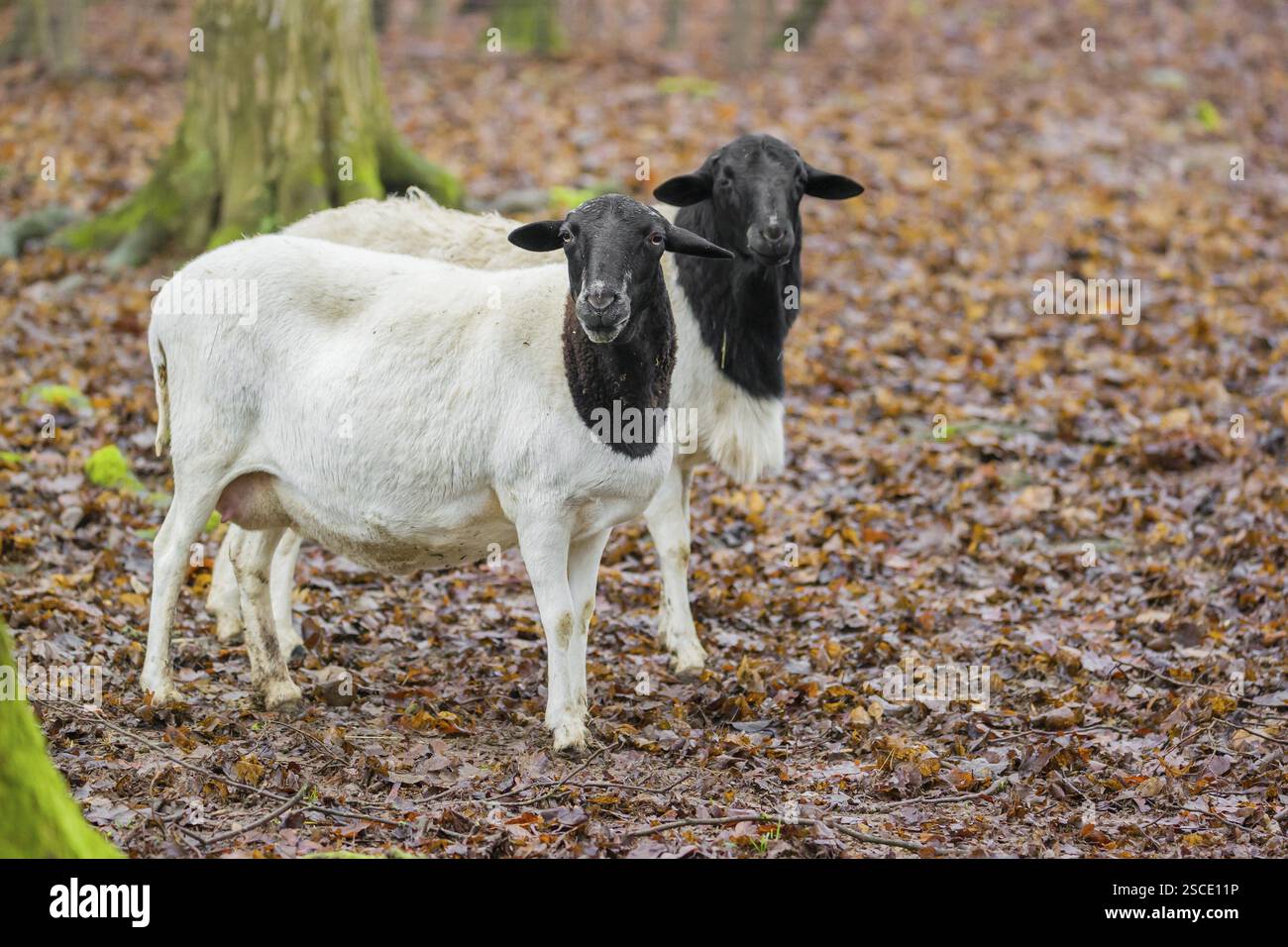 Two female Blackheaded Somali Sheep, Ovis aries, stand in an open ...