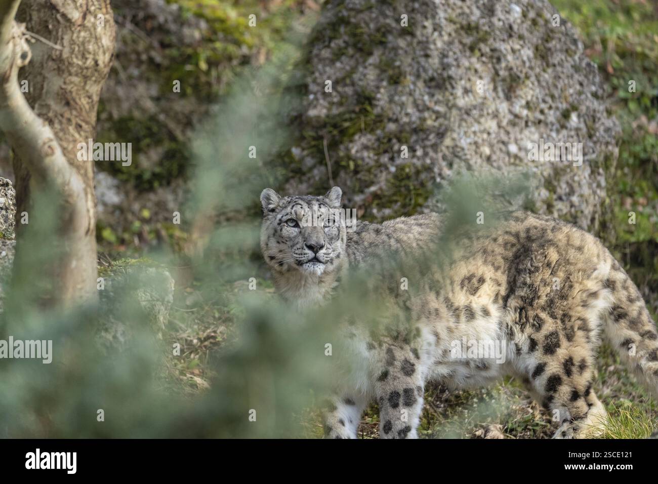 One adult snow leopard (Panthera uncia) standing between rocks on hilly ...