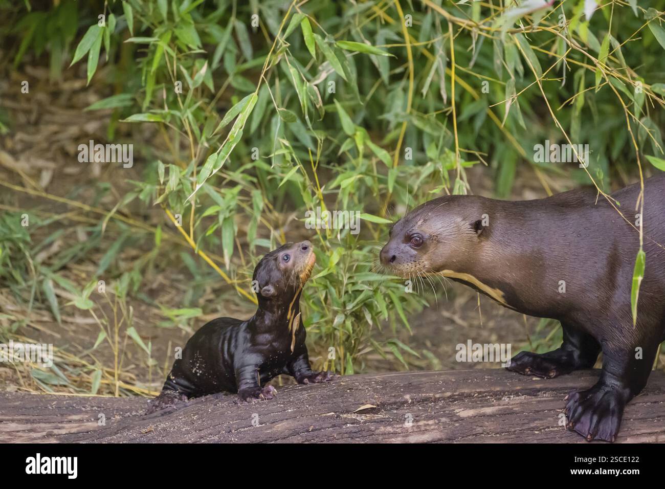 A two-year-old giant otter or giant river otter (Pteronura brasiliensis ...