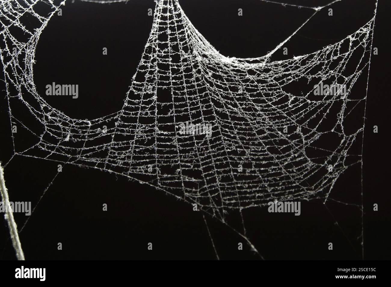 Dusty cobweb spider web hi-res stock photography and images - Alamy