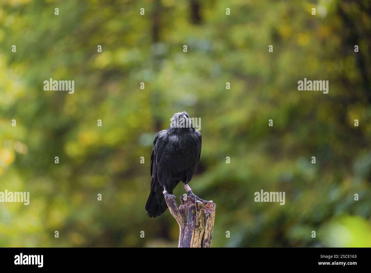 A Common Raven (Corvus corax) sitting on the roots of a fallen tree. In ...
