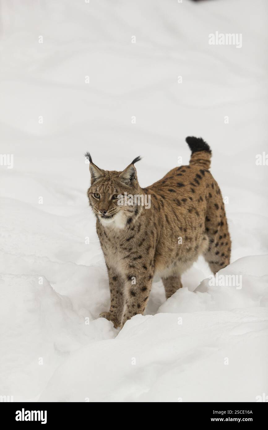 One Eurasian lynx, (Lynx lynx), walking over a snow covered opening in ...