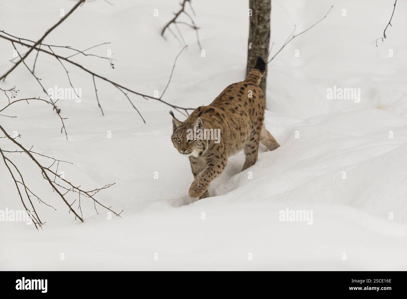 One Eurasian lynx, (Lynx lynx), walking over a snow covered opening in ...