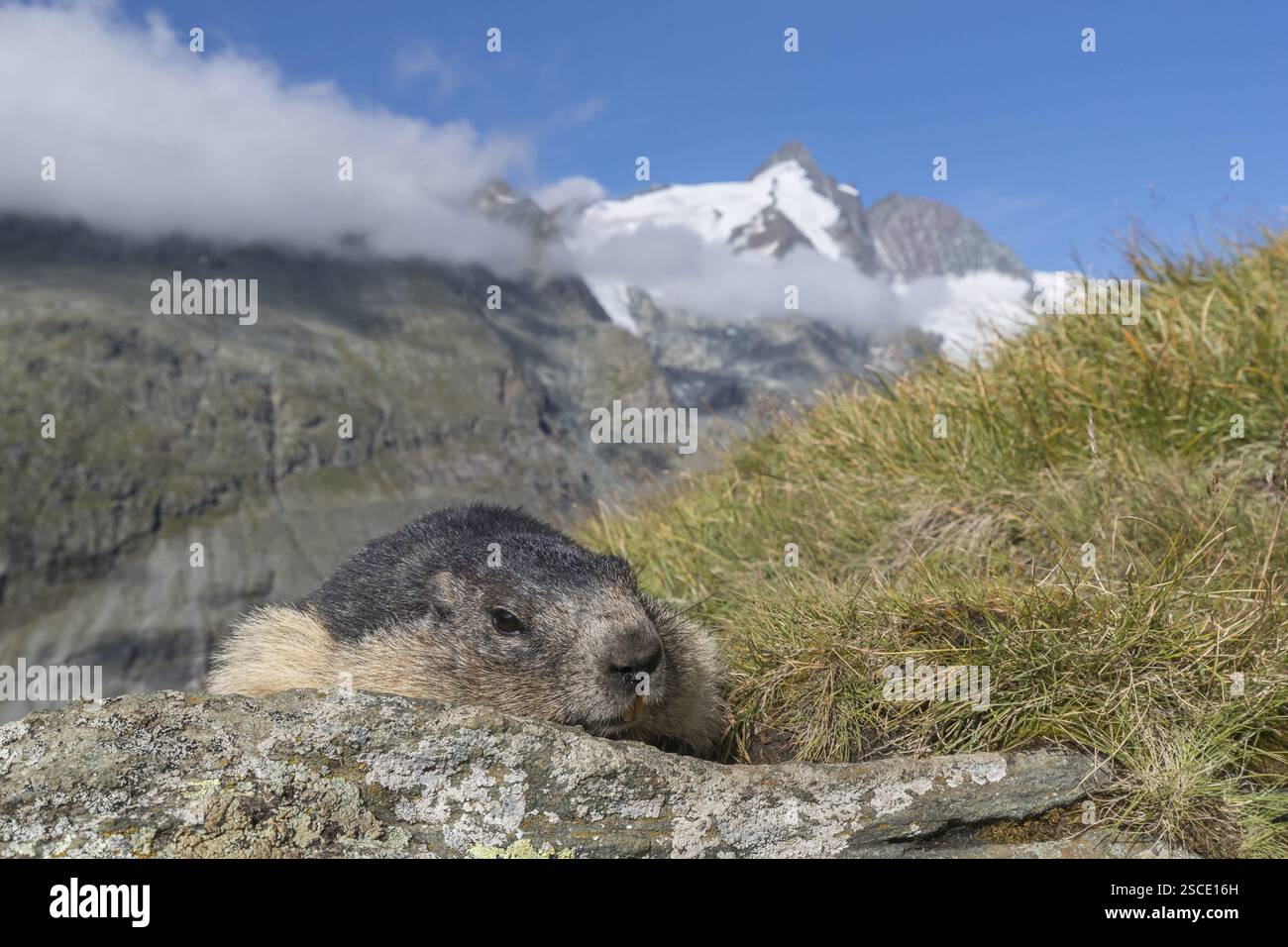 One adult Alpine Marmot, Marmota marmota, resting on a rock. Frontal view portrait. Blue sky ...
