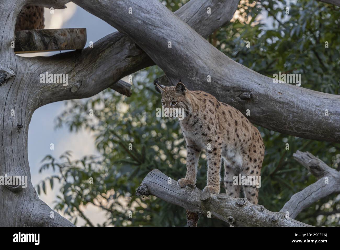 One Eurasian lynx, (Lynx lynx), sitting on a fallen tree. Frontal view ...