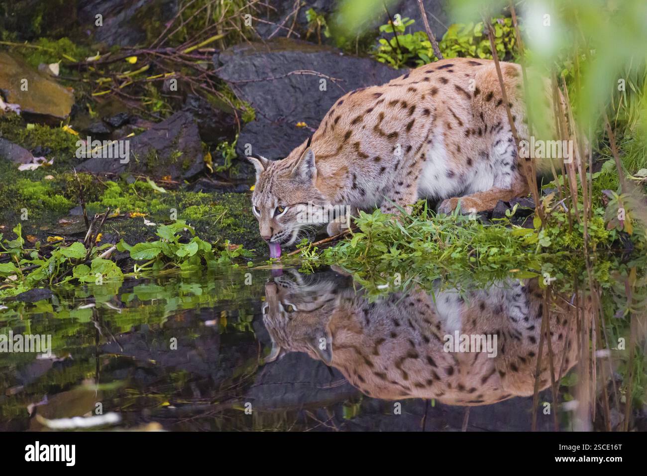 A young Eurasian lynx, (Lynx lynx) stands at a small pond and drinks ...