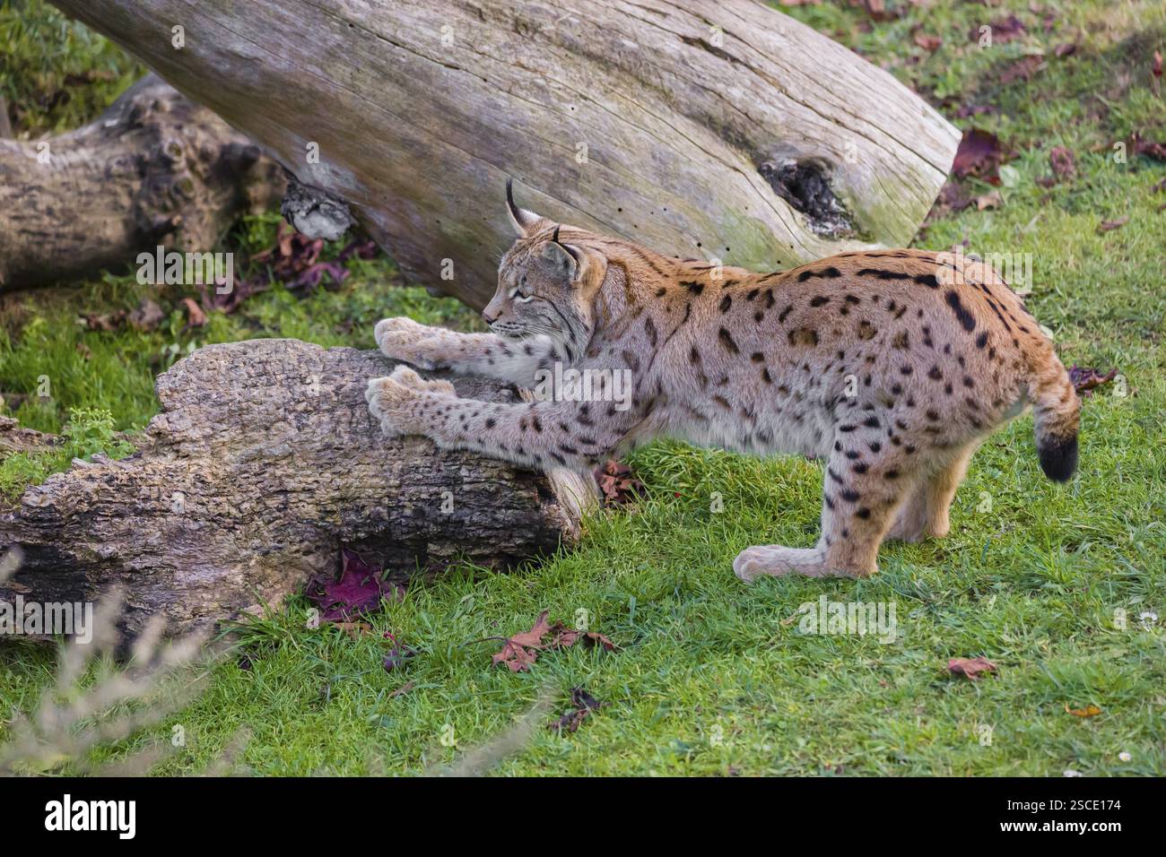 One young Eurasian lynx, (Lynx lynx), sharpens its claws on a piece of ...