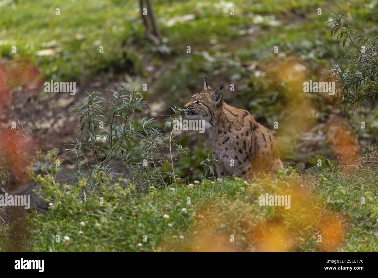 One Eurasian lynx, (Lynx lynx), sitting on green grass framed by fall ...