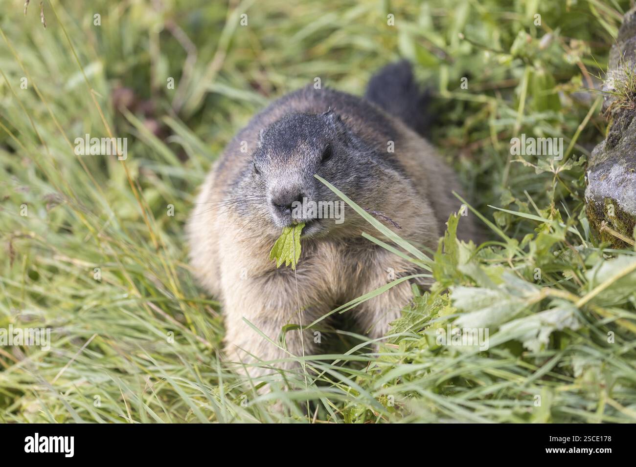 One Alpine Marmot, Marmota marmota, standing in high green grass, feeding on some leaves ...
