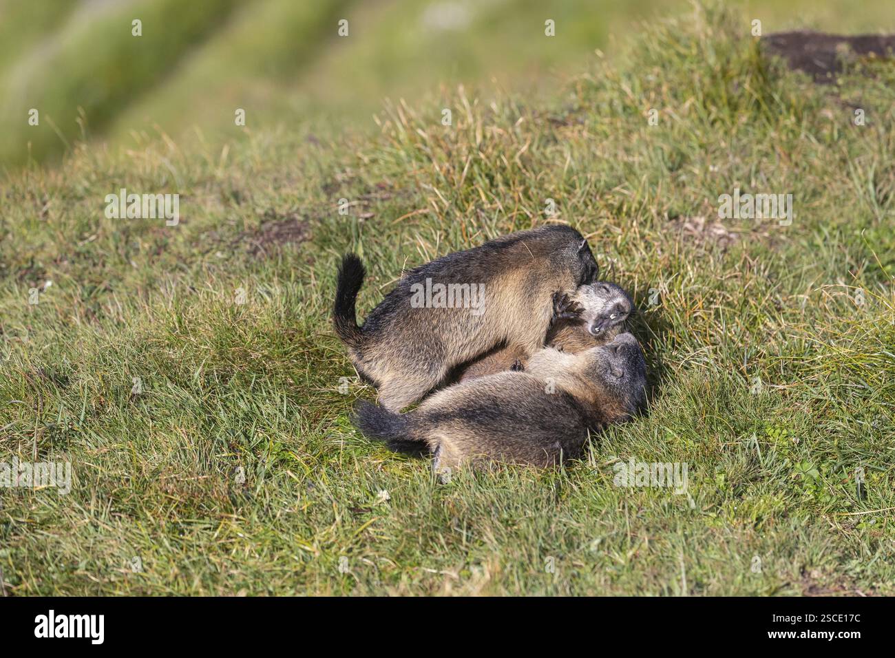 Two young Alpine Marmots, Marmota marmota, play fighting with their mother in green grass Stock ...