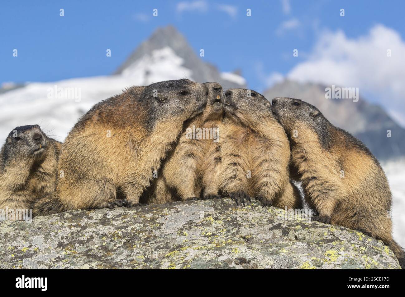 Group of Alpine Marmots, Marmota marmota, sideview portrait in early morning light ...