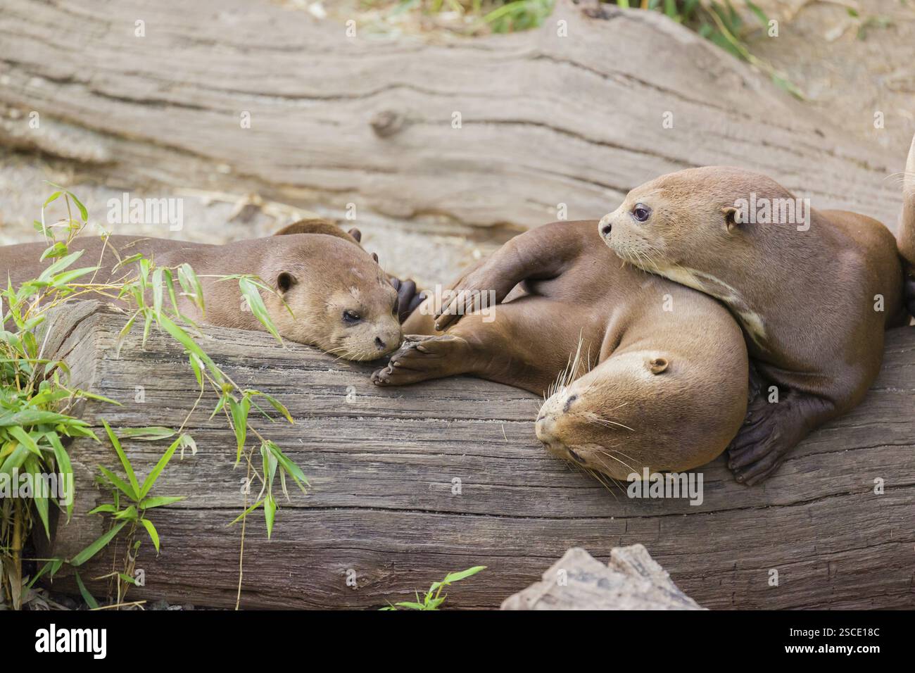 A family of giant otter or giant river otter (Pteronura brasiliensis ...
